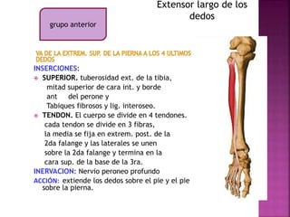 Musculos de la pierna y el pie- para estudiantes de medicina | PPTX