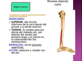 Musculos de la pierna y el pie- para estudiantes de medicina | PPTX
