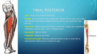 Musculos de la pierna | PPTX