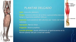 Musculos de la pierna | PPTX