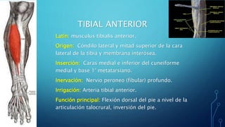 Musculos de la pierna | PPTX