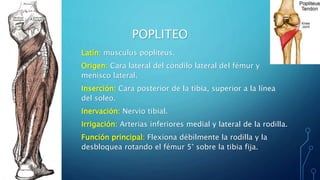 Musculos de la pierna | PPTX