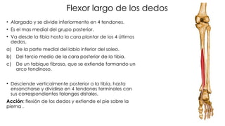 Musculos de la pierna y clasificación.pptx