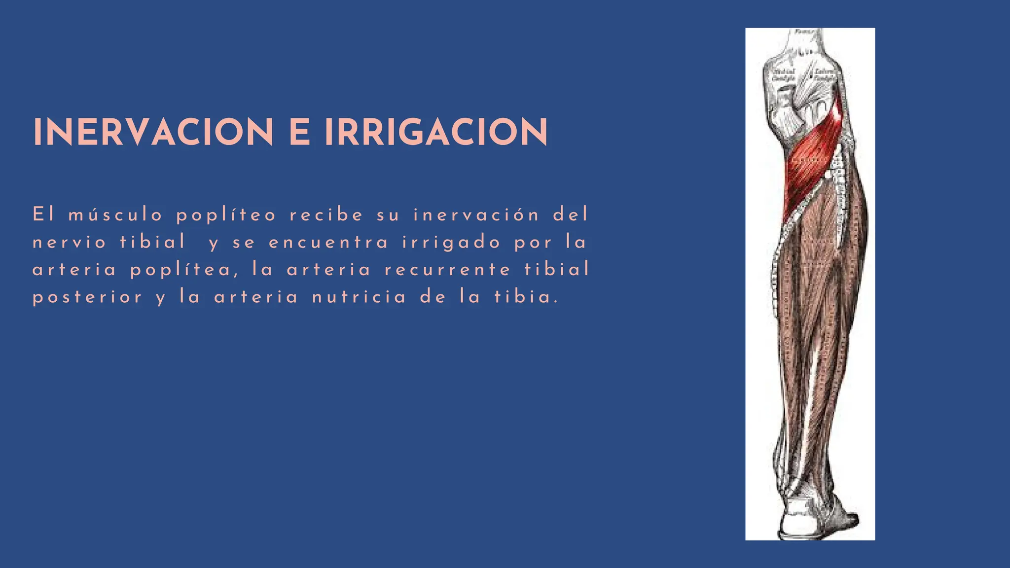 musculos de la pierna- region posterior- ivette torres _20231115_103545 ...