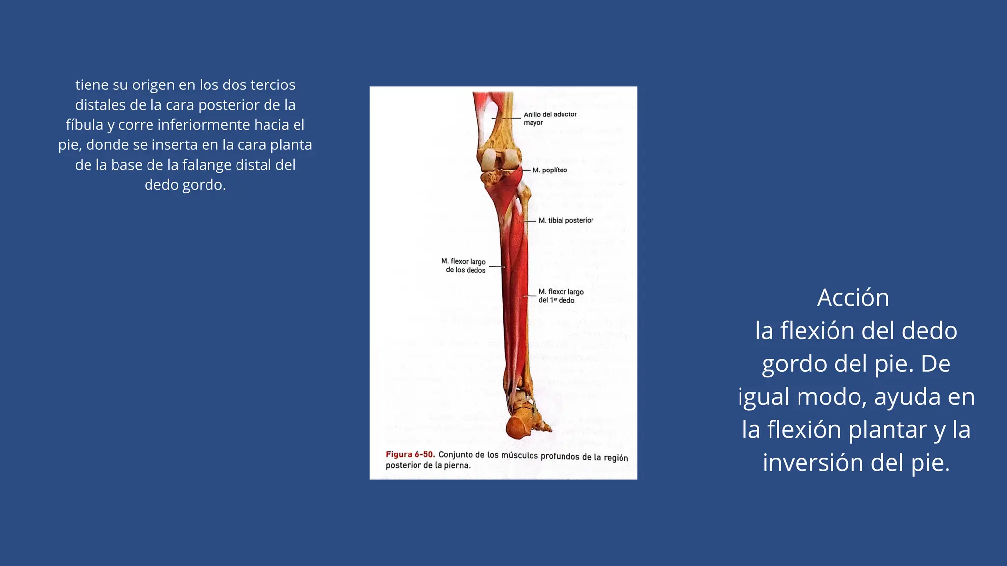 musculos de la pierna- region posterior- ivette torres _20231115_103545 ...