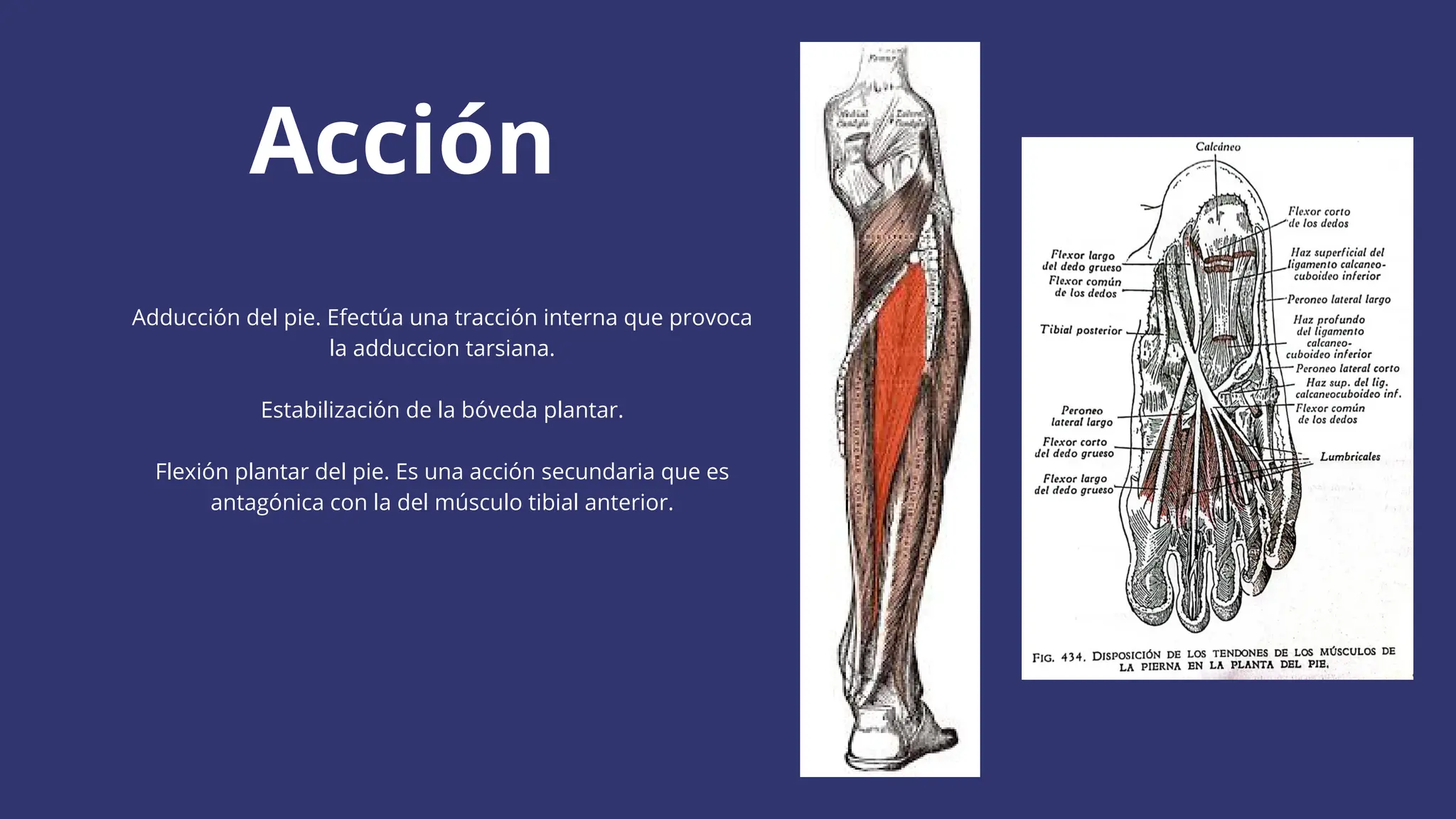 musculos de la pierna- region posterior- ivette torres _20231115_103545 ...