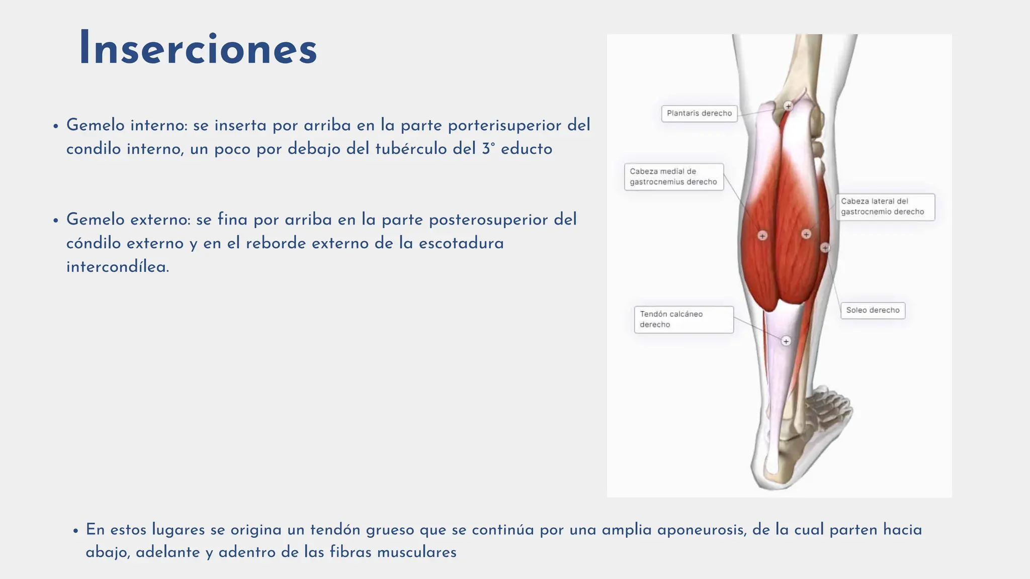 musculos de la pierna- region posterior- ivette torres _20231115_103545 ...