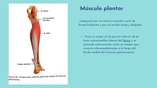 musculos de la pierna- region posterior- ivette torres _20231115_103545 ...