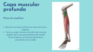 musculos de la pierna- region posterior- ivette torres _20231115_103545 ...