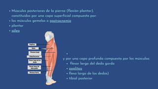 musculos de la pierna- region posterior- ivette torres _20231115_103545 ...