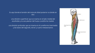 musculos de la pierna- region posterior- ivette torres _20231115_103545 ...