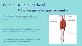musculos de la pierna- region posterior- ivette torres _20231115_103545 ...