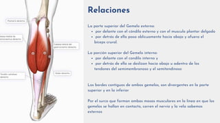 musculos de la pierna- region posterior- ivette torres _20231115_103545 ...