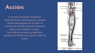 musculos de la pierna- region posterior- ivette torres _20231115_103545 ...