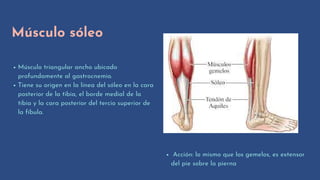 musculos de la pierna- region posterior- ivette torres _20231115_103545 ...