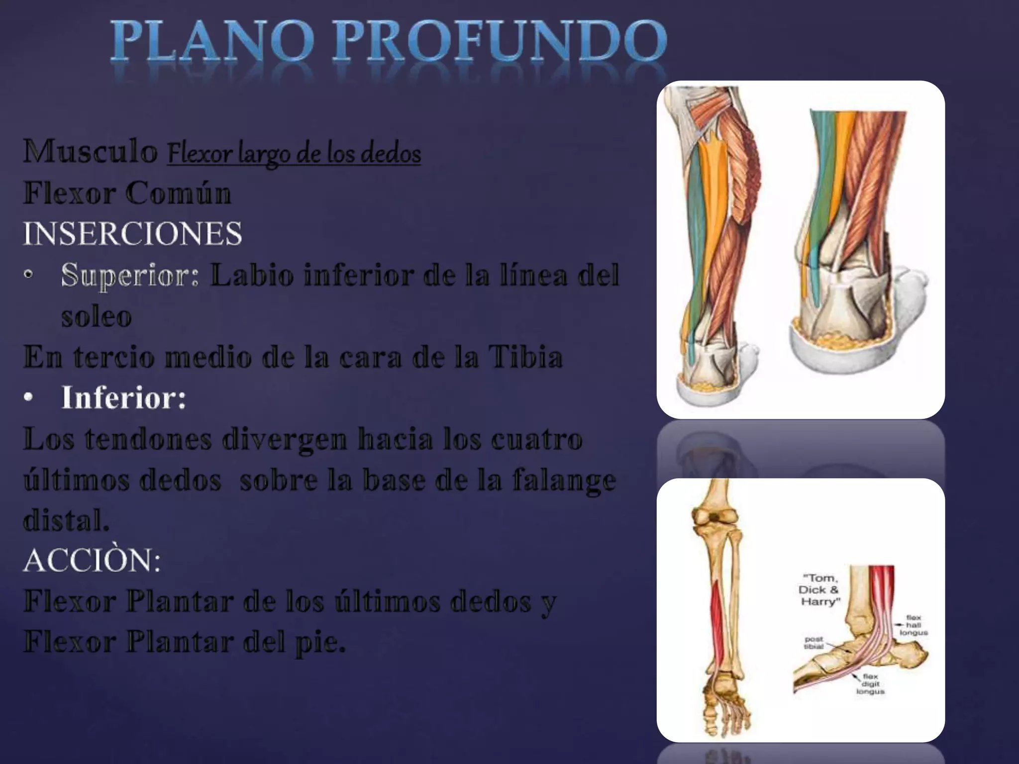 musculos de la pierna posteriores.pptx