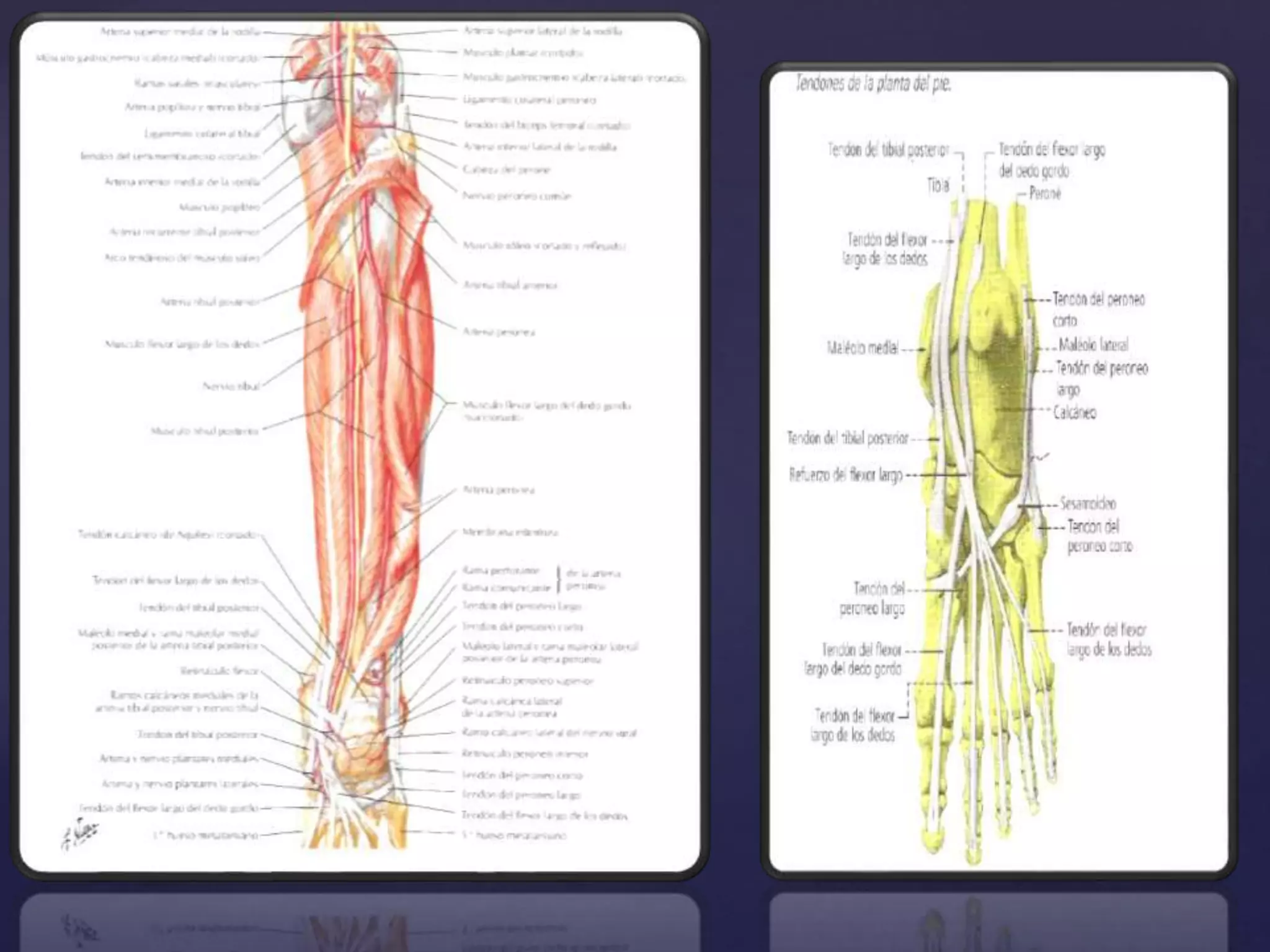 musculos de la pierna posteriores.pptx