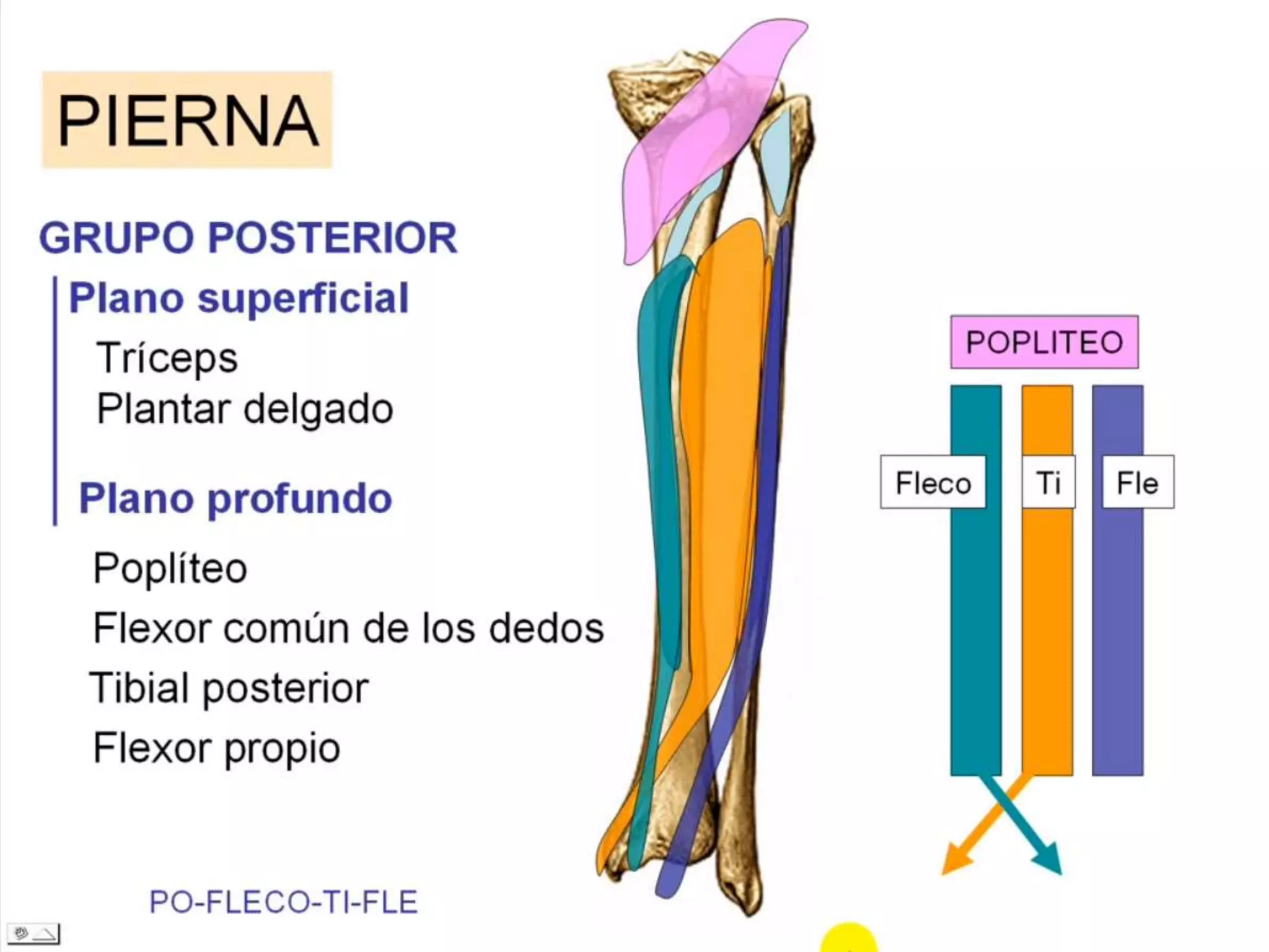 musculos de la pierna posteriores.pptx