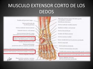 Musculos de la pierna y del pie | PPTX