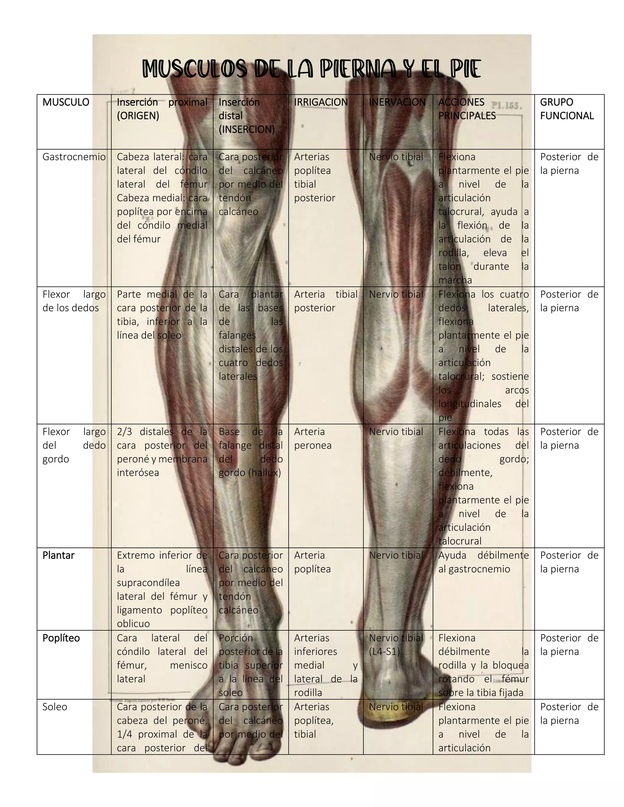 MUSCULOS DE LA PIERNA Y EL PIE.pdf