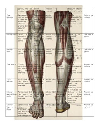 MUSCULOS DE LA PIERNA Y EL PIE.pdf