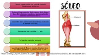 Músculos de la pierna y el pie-Anatomía.pptx