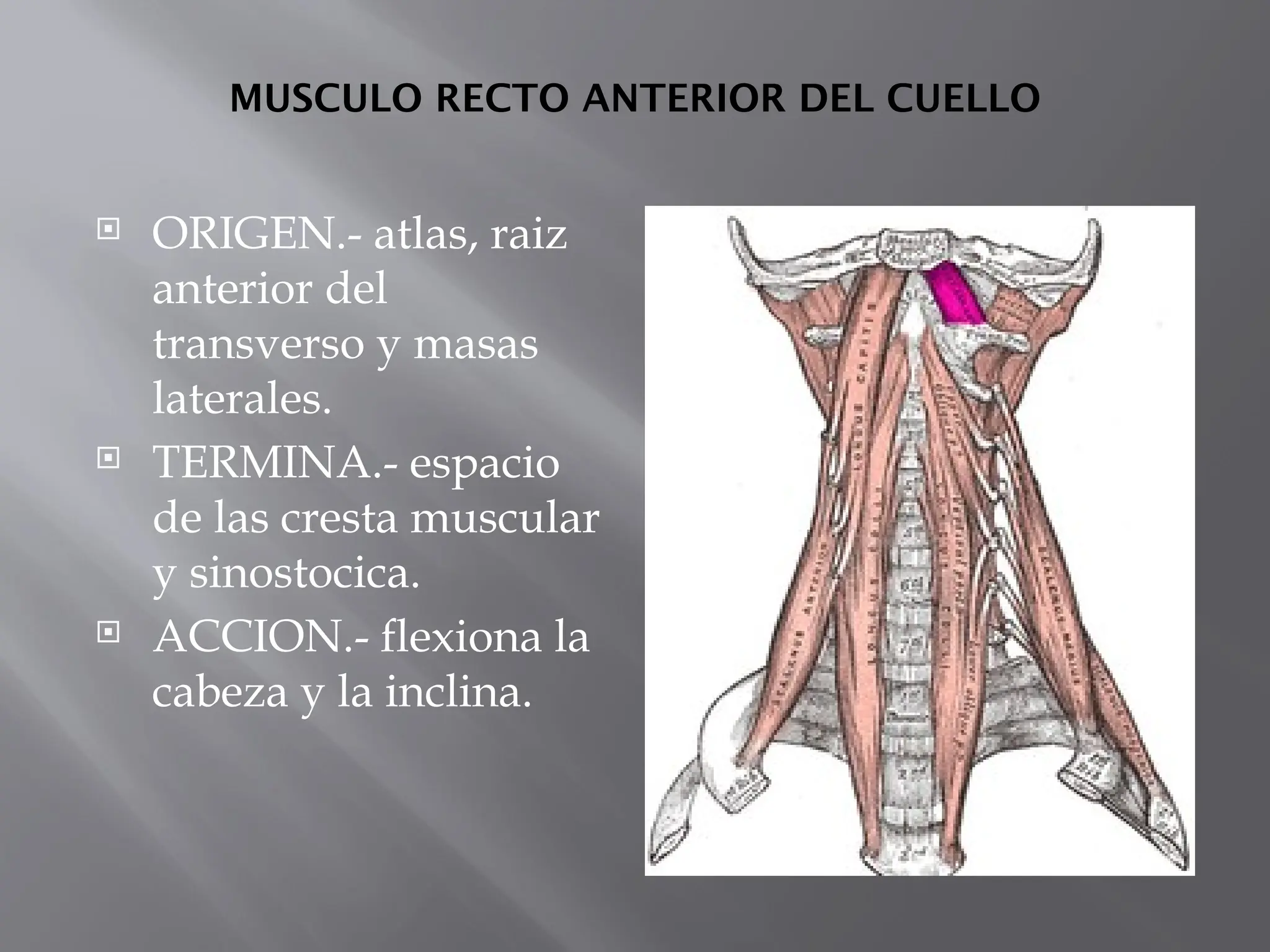 MUSCULOS DE LA REGION ANTERIOR DEL CUELLO.pptx