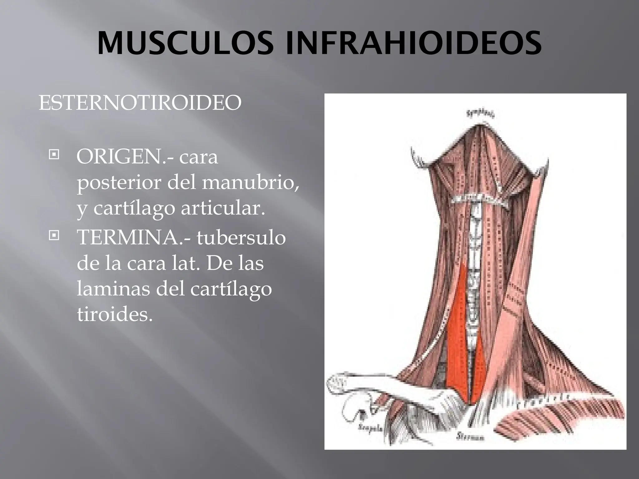 MUSCULOS DE LA REGION ANTERIOR DEL CUELLO.pptx
