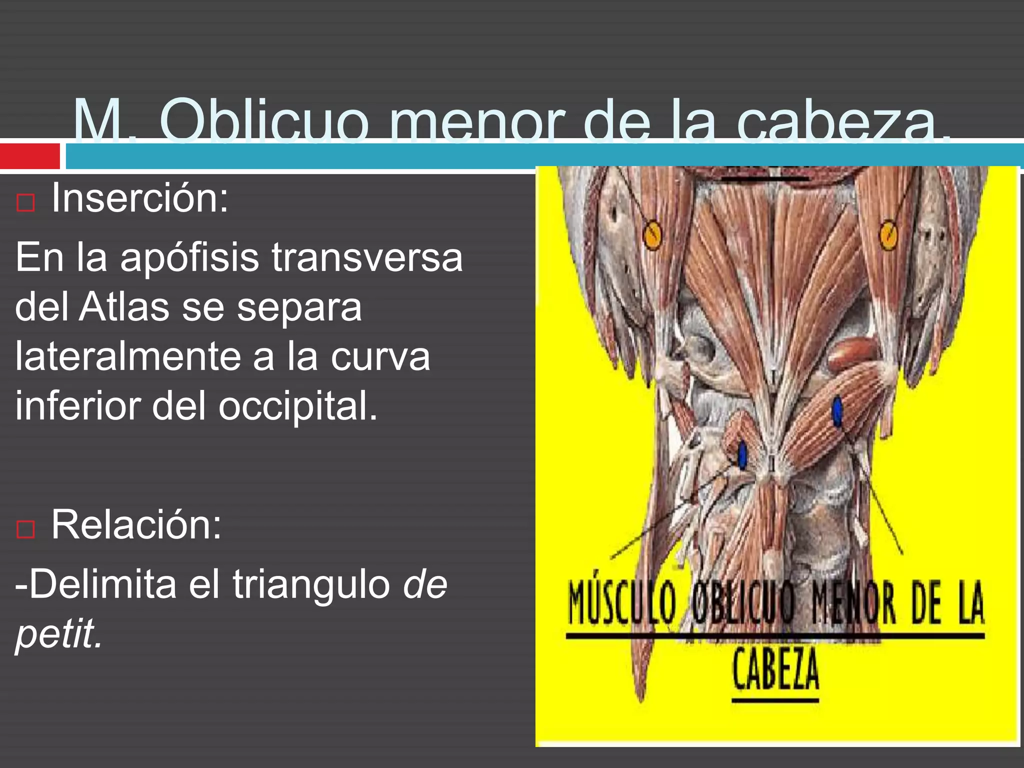 Musculos de la region cervical posterior | PPT