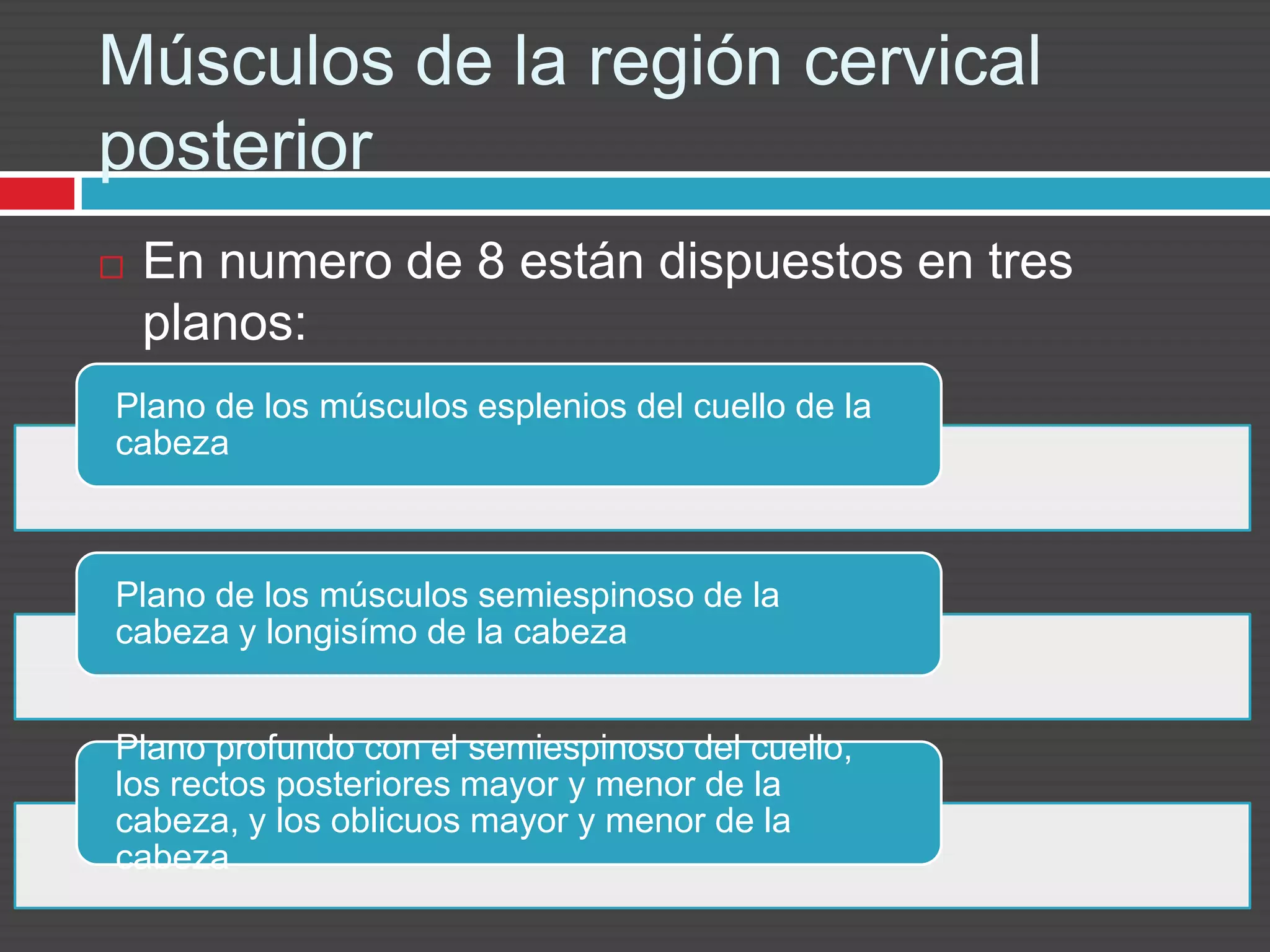 Musculos de la region cervical posterior | PPTX