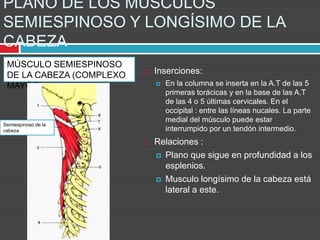 Musculos de la region cervical posterior | PPTX