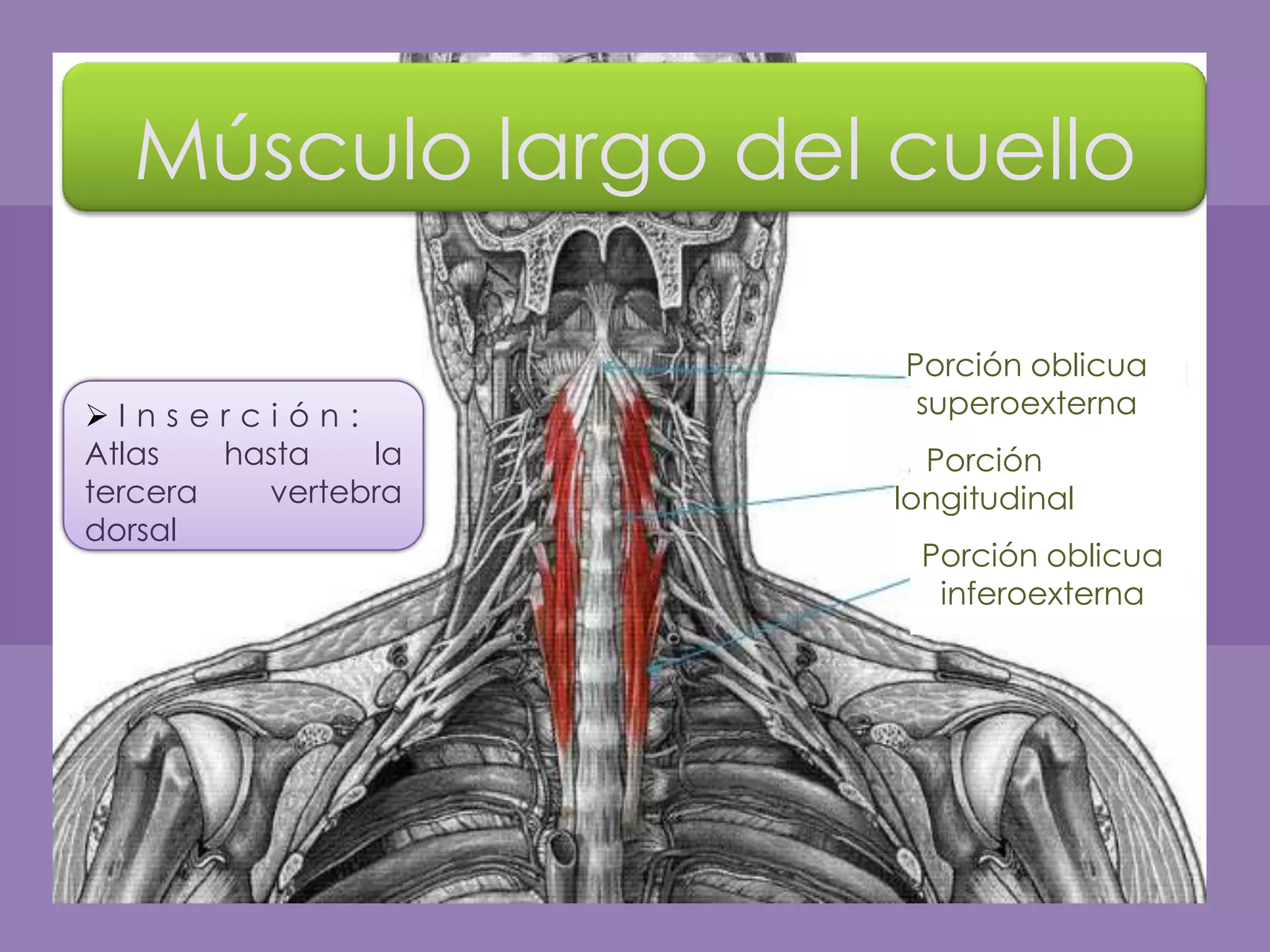 Musculos de la region prevertebral | PPTX