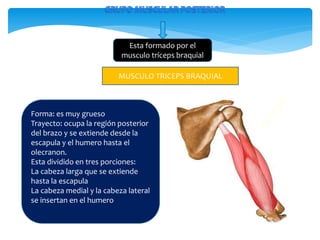 Musculos del brazo | PDF