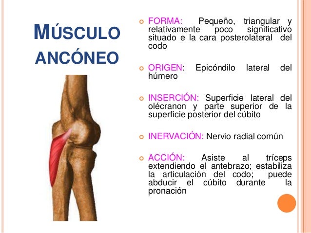 Musculos del brazo