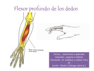 Musculos del brazo | PPTX