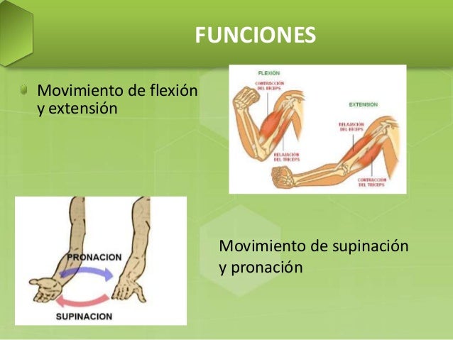 Flexion Y Extension De Hombro