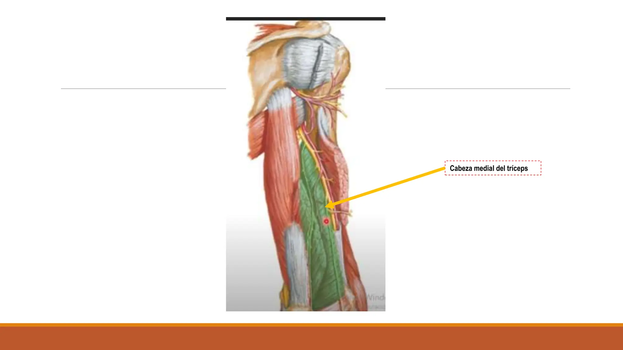 MuSCULOS_DEL_BRAZO.ANATOMIA HUMANA...pptx