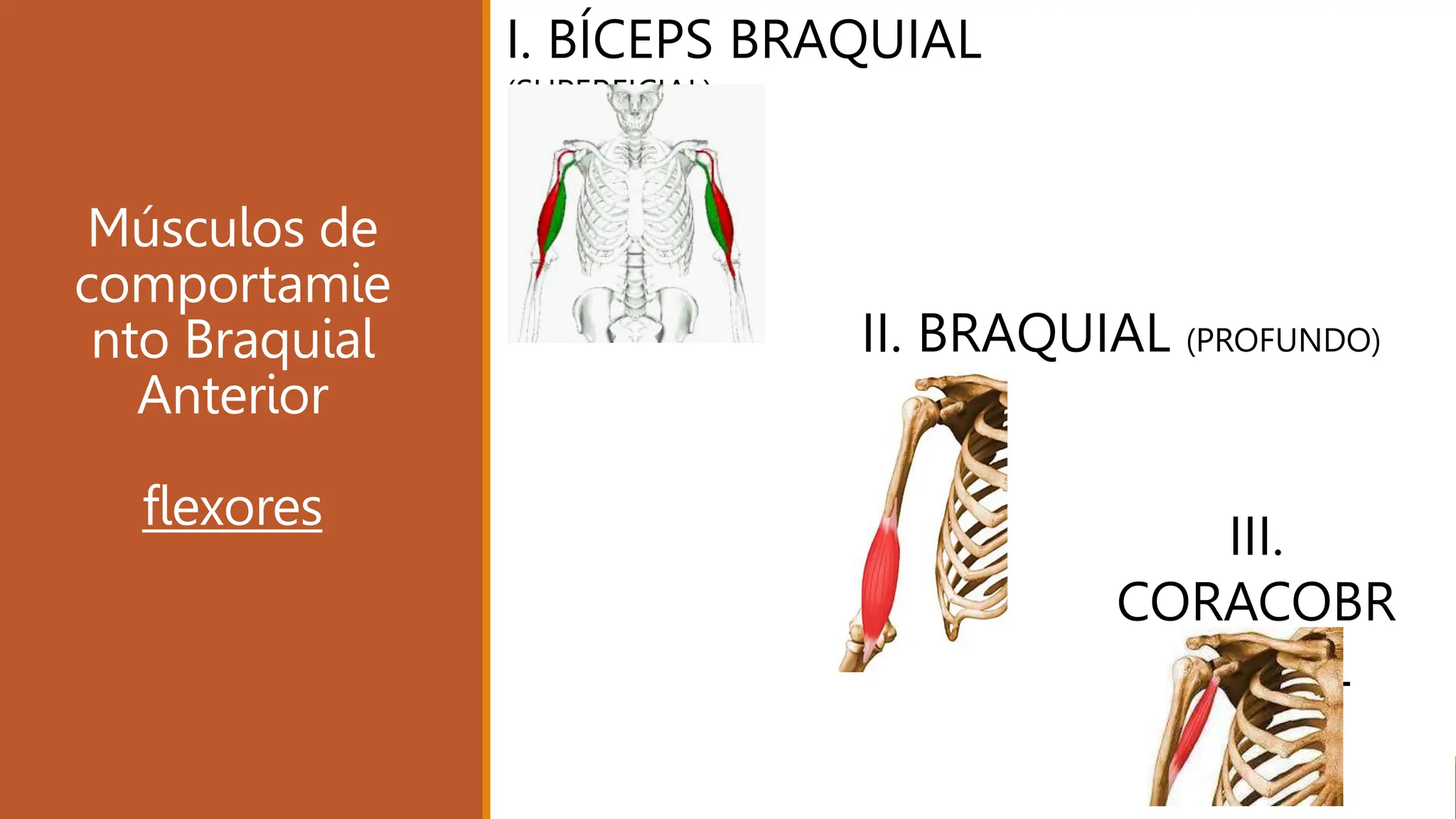 MuSCULOS_DEL_BRAZO.ANATOMIA HUMANA...pptx