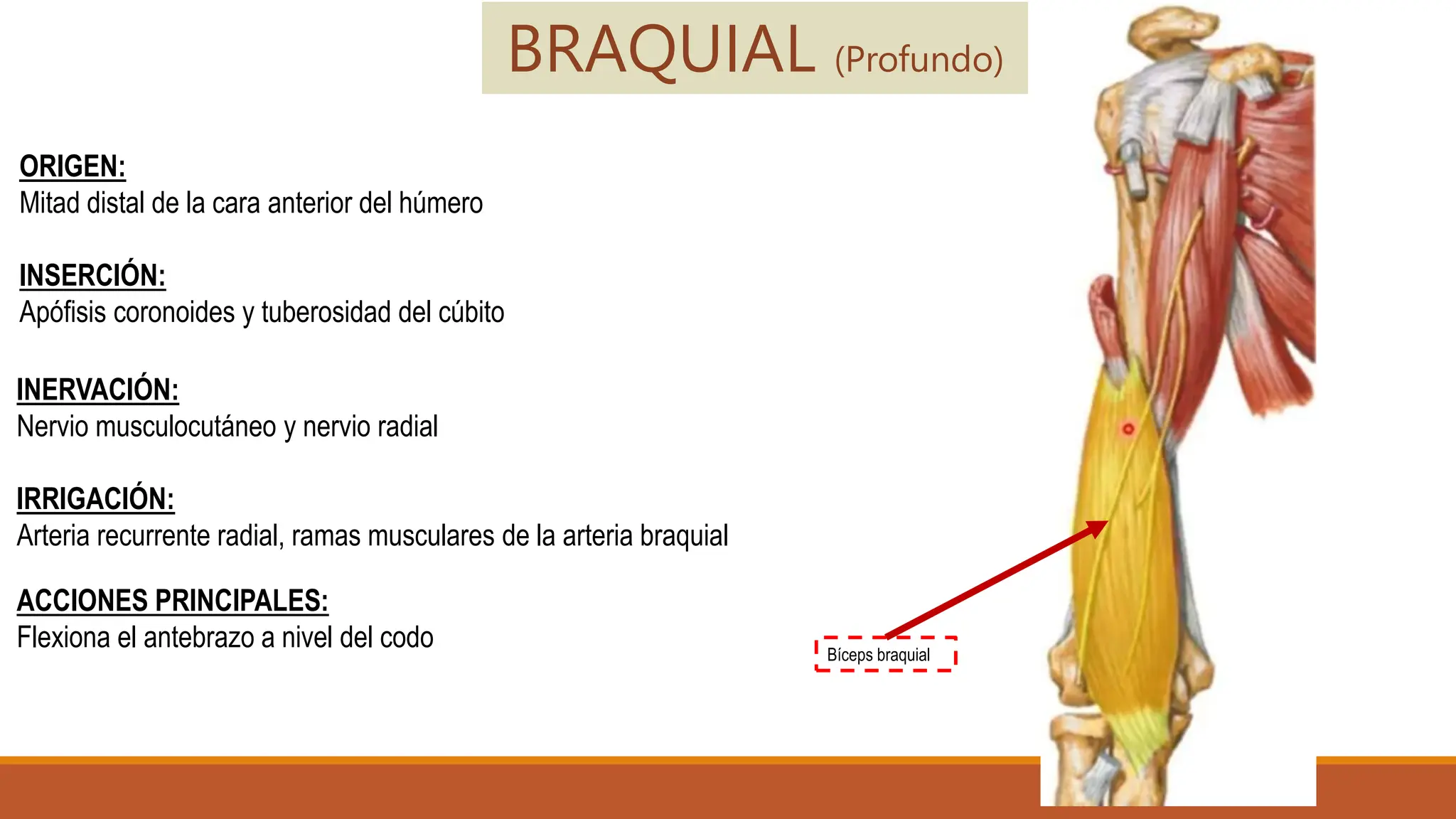 MuSCULOS_DEL_BRAZO.ANATOMIA HUMANA...pptx