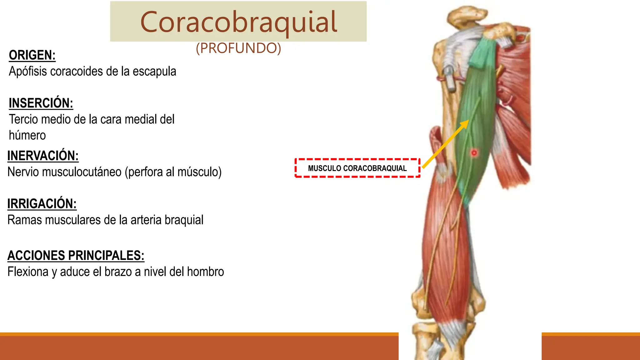 MuSCULOS_DEL_BRAZO.ANATOMIA HUMANA...pptx