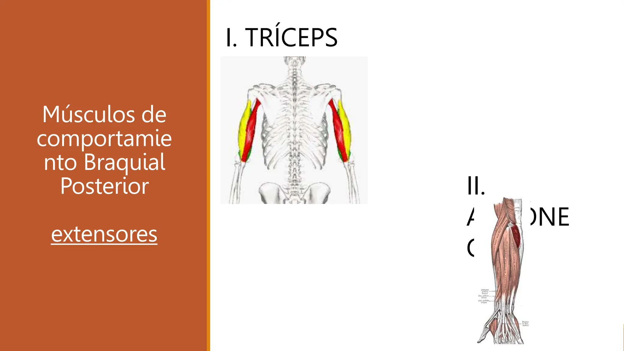 MuSCULOS_DEL_BRAZO.ANATOMIA HUMANA...pptx