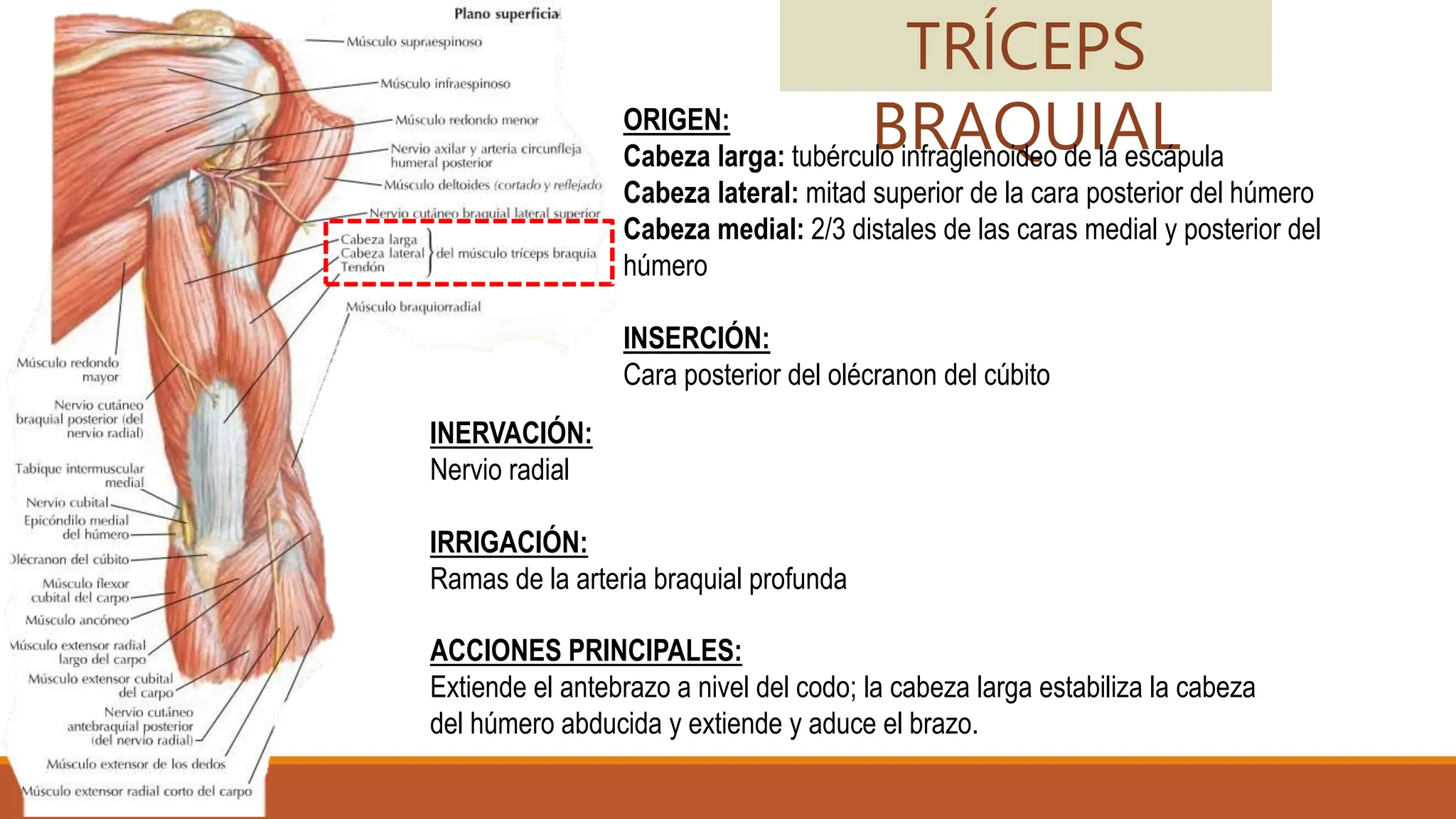 MuSCULOS_DEL_BRAZO.ANATOMIA HUMANA...pptx