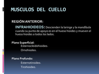Clase 1 Corte 2 Musculos Del Cuello | PPTX