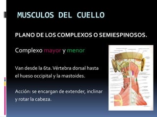 Clase 1 Corte 2 Musculos Del Cuello | PPTX