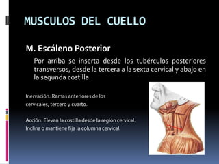 Clase 1 Corte 2 Musculos Del Cuello | PPTX