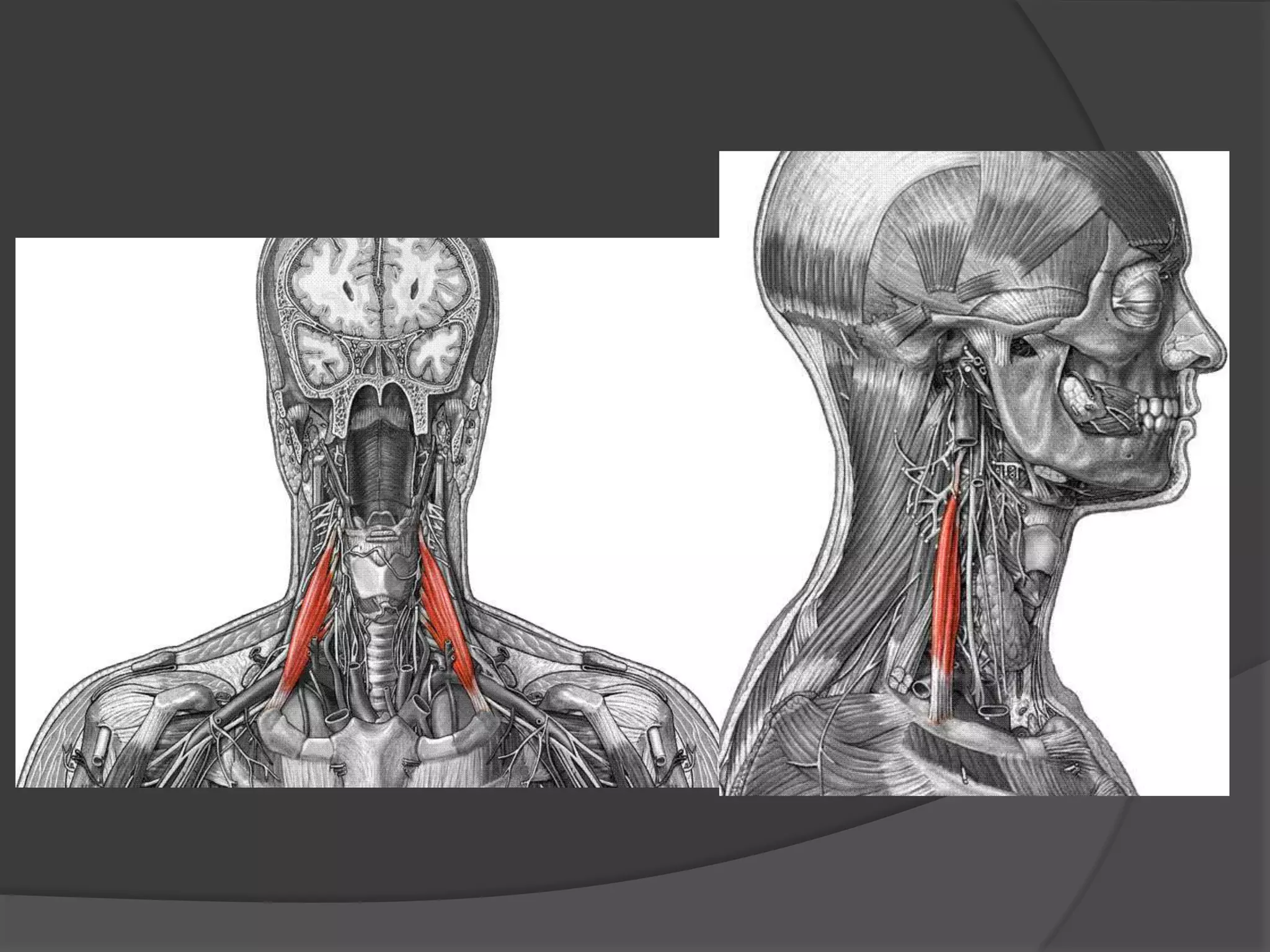 Musculos Del Cuello | PPTX