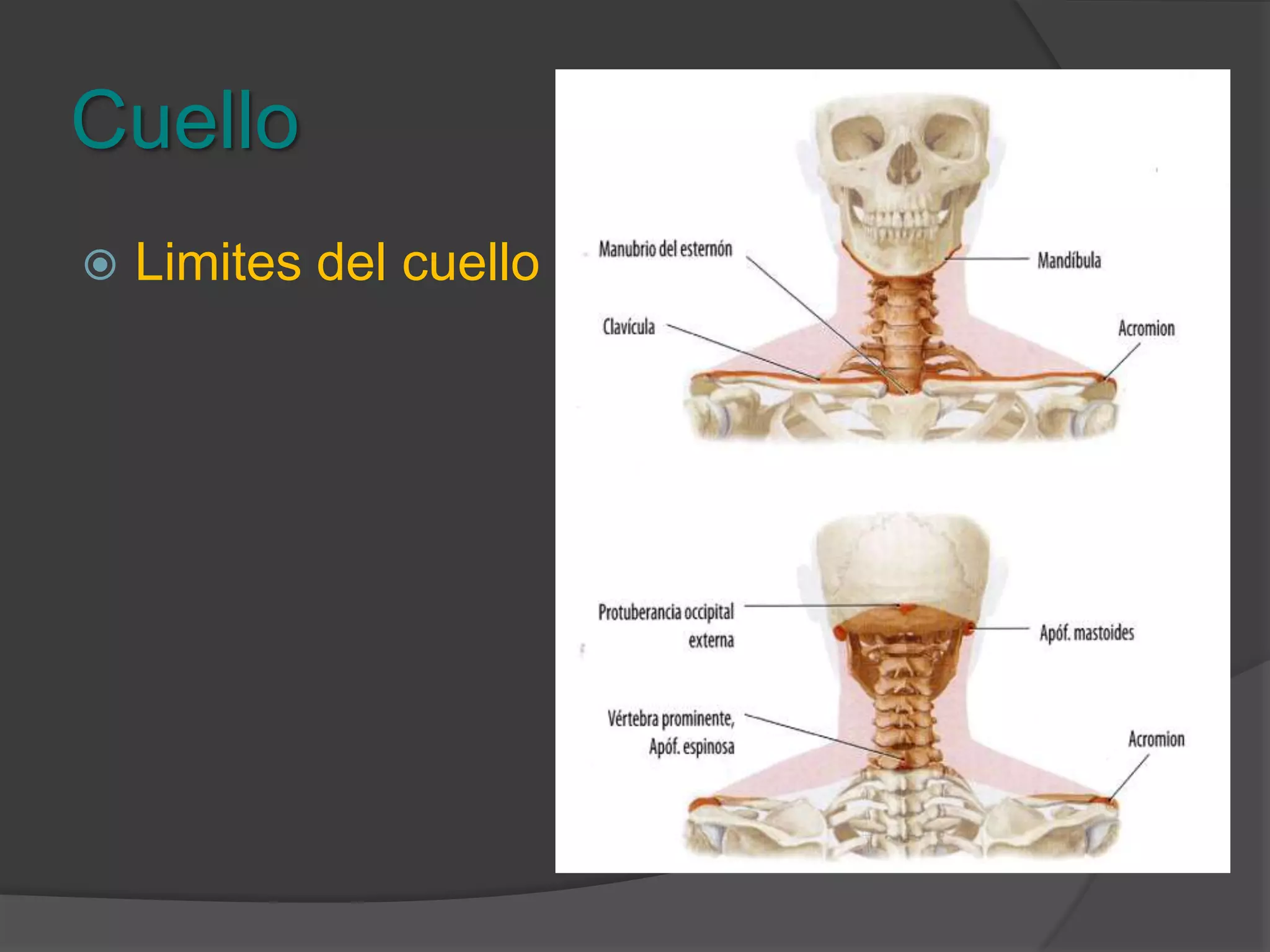 Musculos Del Cuello | PPTX