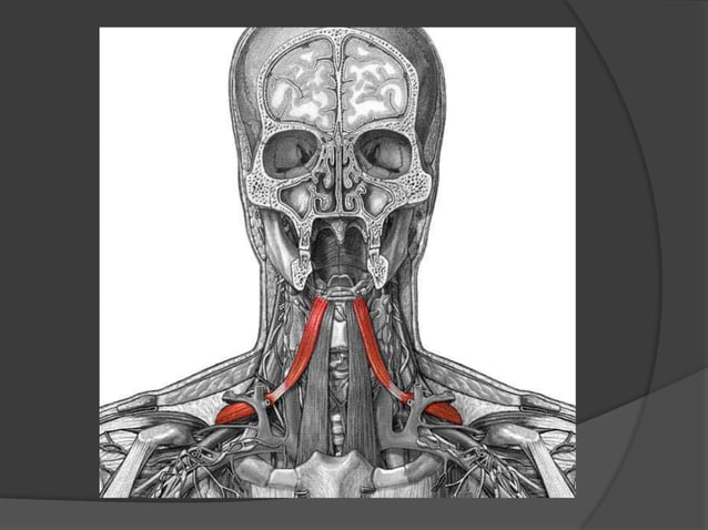 Musculos Del Cuello | PPTX
