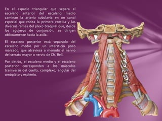 Musculos del cuello | PPTX
