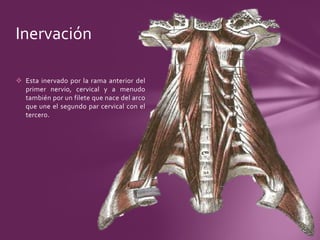 Musculos del cuello | PPTX